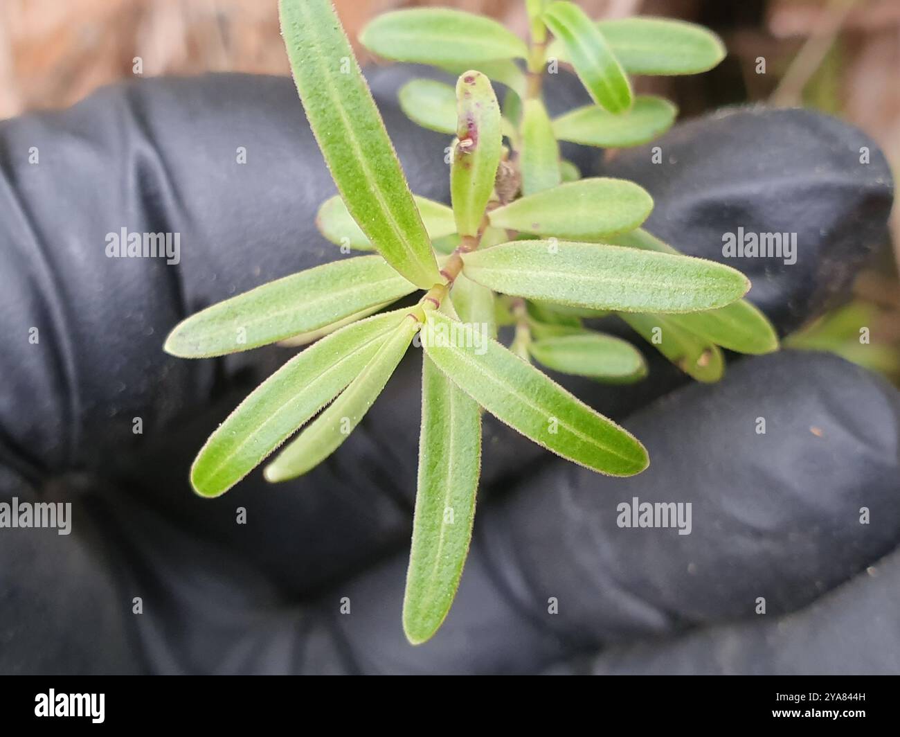 Tree Hebe (Veronica parviflora) Plantae Stock Photo - Alamy