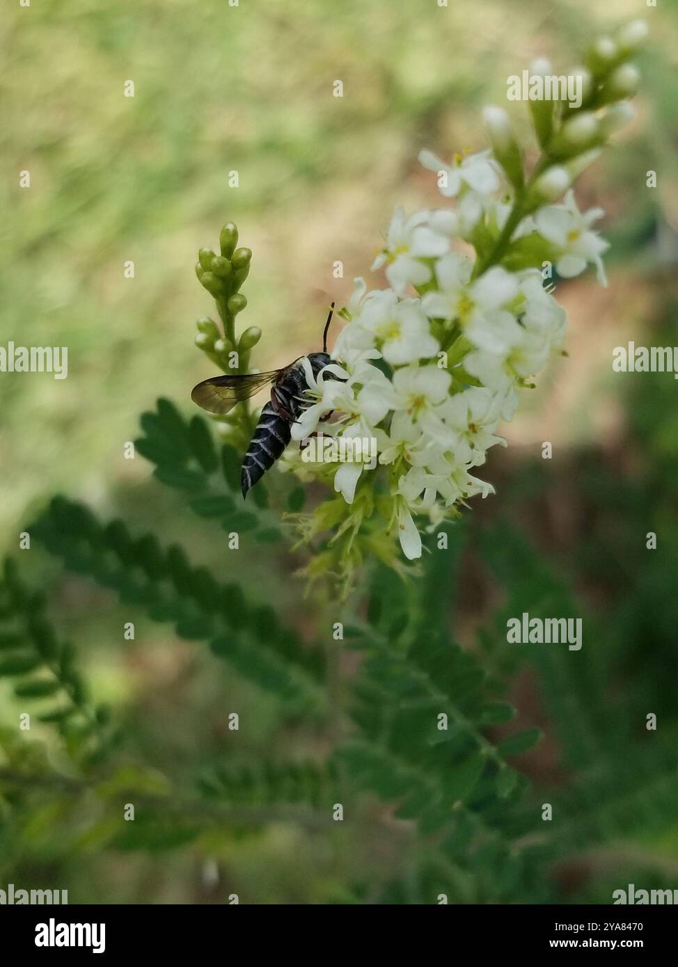 Say's Cuckoo Leafcutter Bee (Coelioxys sayi) Insecta Stock Photo - Alamy