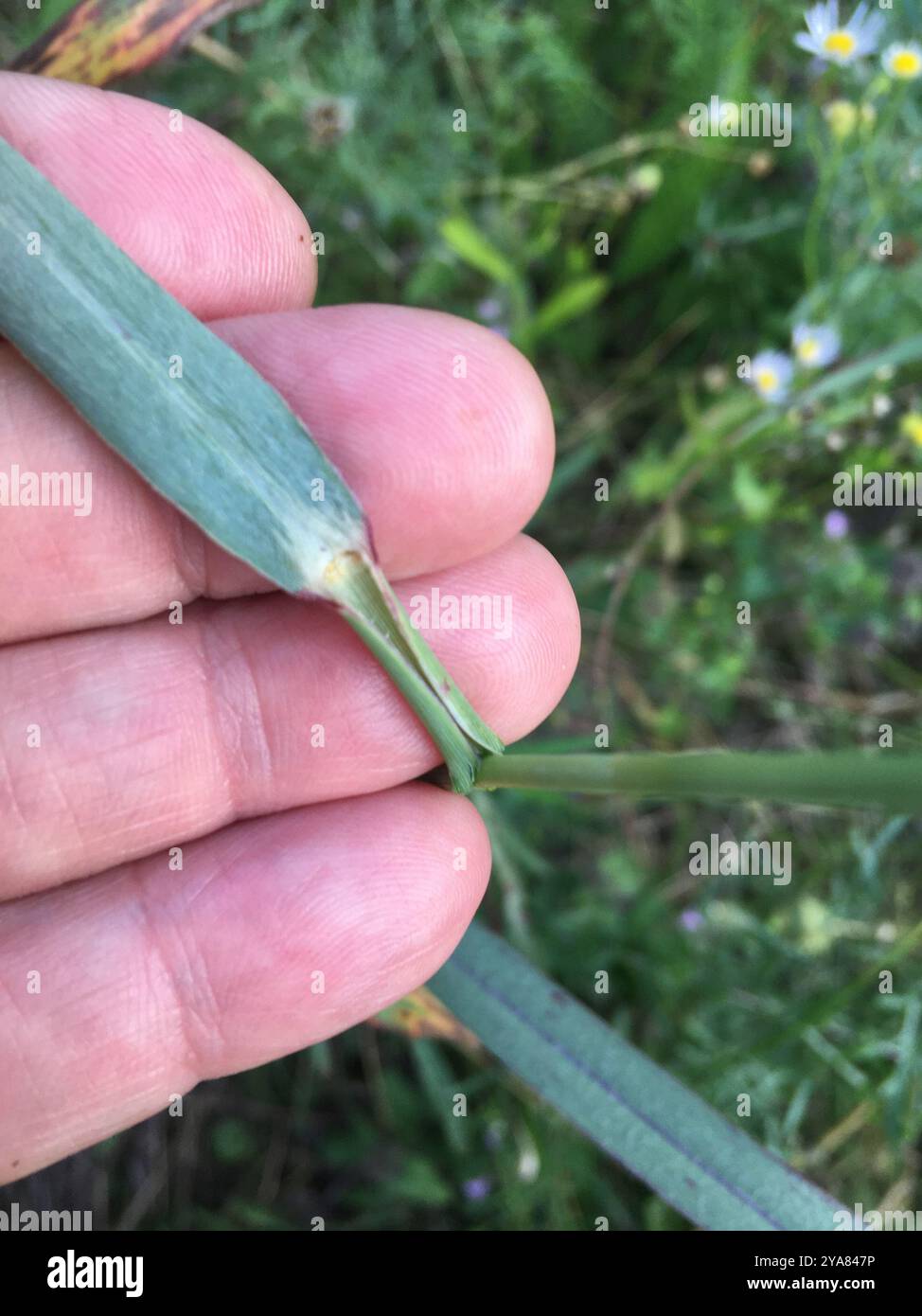 switchgrass (Panicum virgatum) Plantae Stock Photo - Alamy