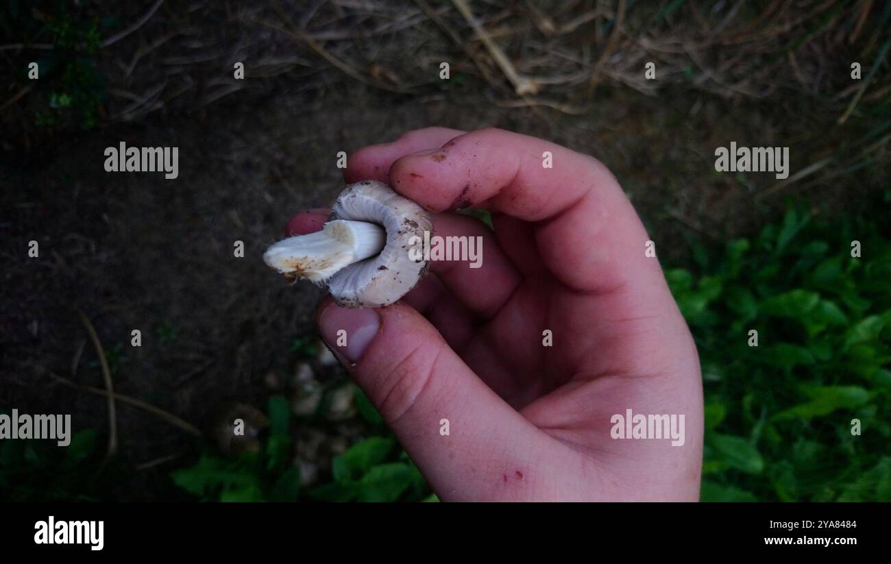 Common Ink Cap (Coprinopsis atramentaria) Fungi Stock Photo - Alamy