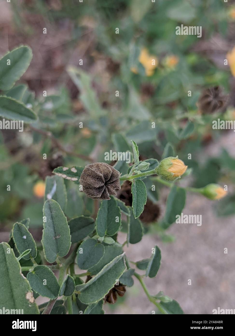 sweet Indian Mallow (Abutilon fruticosum) Plantae Stock Photo - Alamy