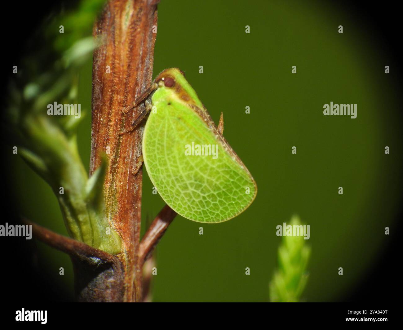 Two striped planthopper hi-res stock photography and images - Alamy