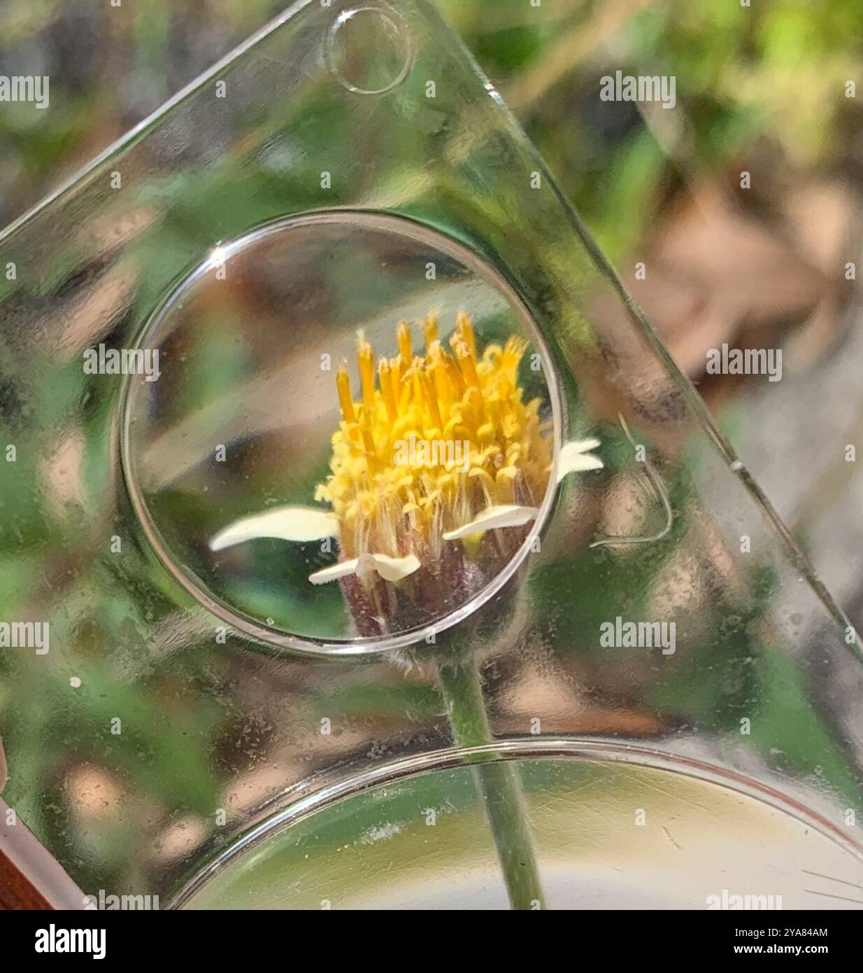 Tridax daisy (Tridax procumbens) Plantae Stock Photo - Alamy