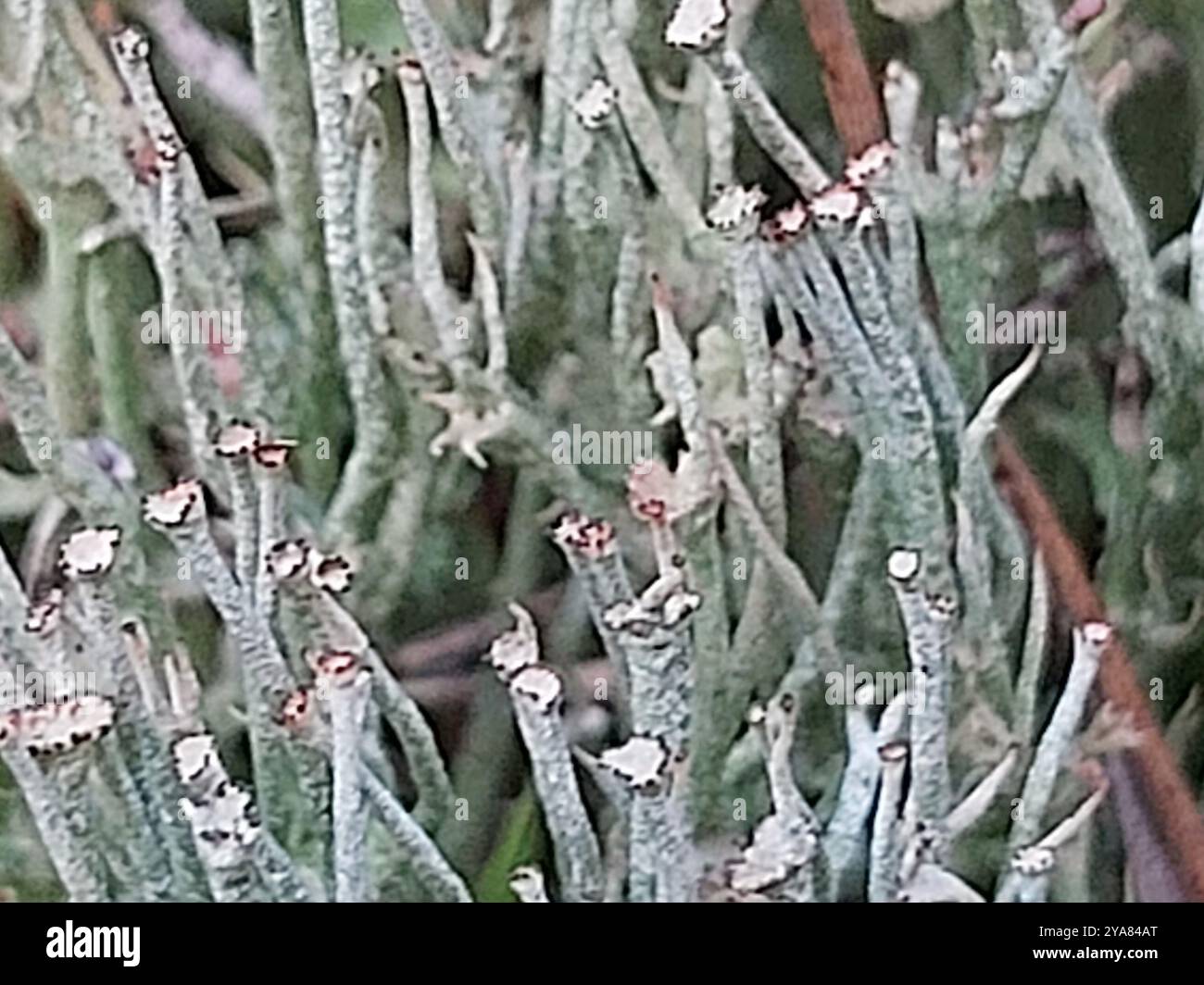 Smooth Pixie Lichen (Cladonia gracilis gracilis) Fungi Stock Photo - Alamy