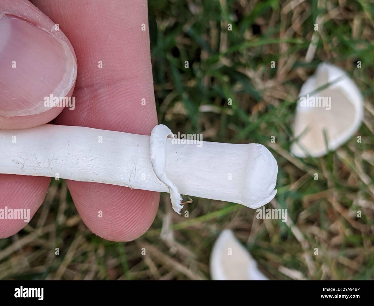 White Dapperling (Leucoagaricus leucothites) Fungi Stock Photo - Alamy