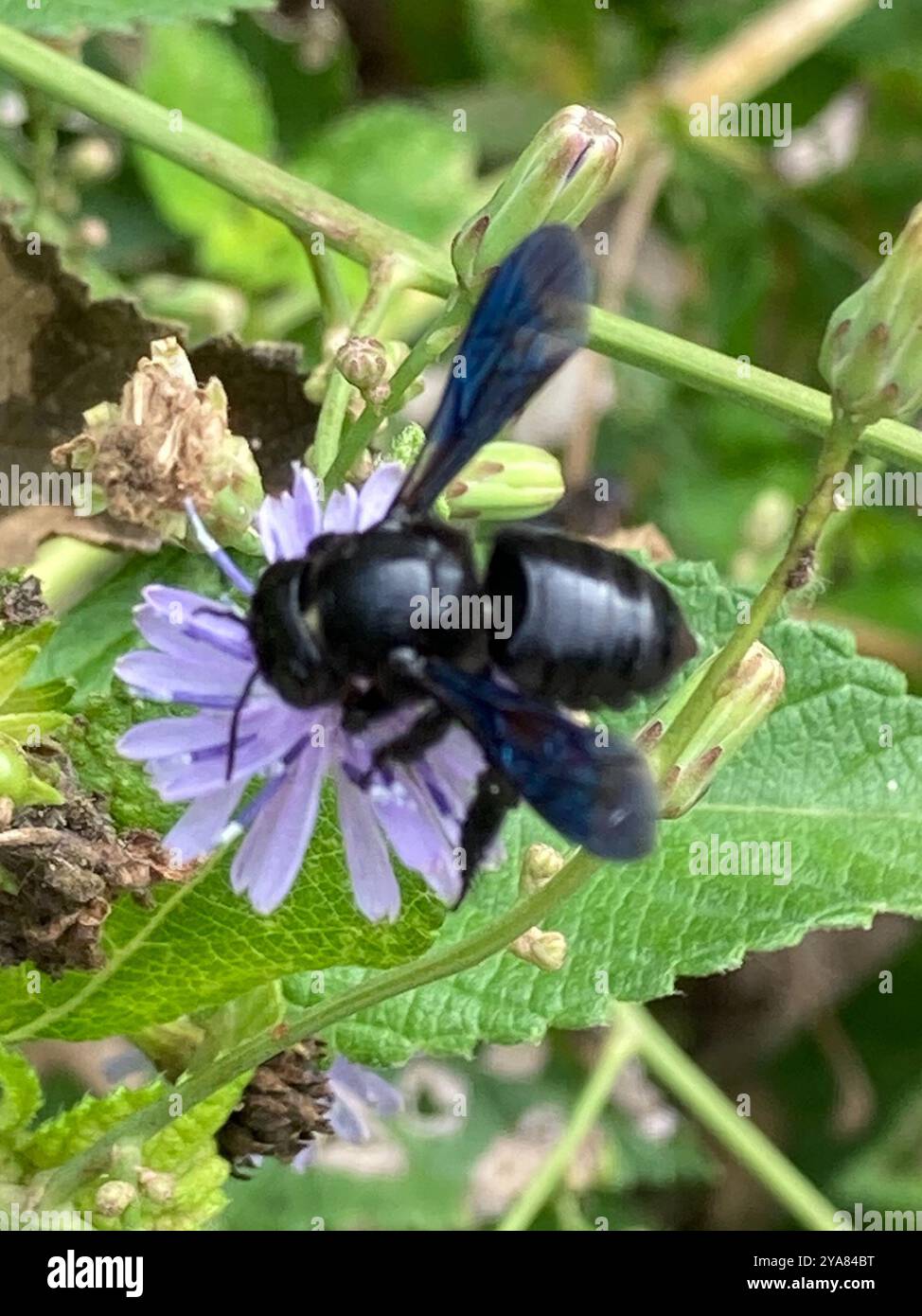 Carpenter-mimic Leafcutter Bee (Megachile xylocopoides) Insecta Stock ...