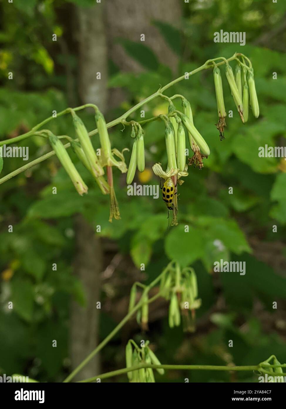 tall rattlesnake root (Nabalus altissimus) Plantae Stock Photo - Alamy