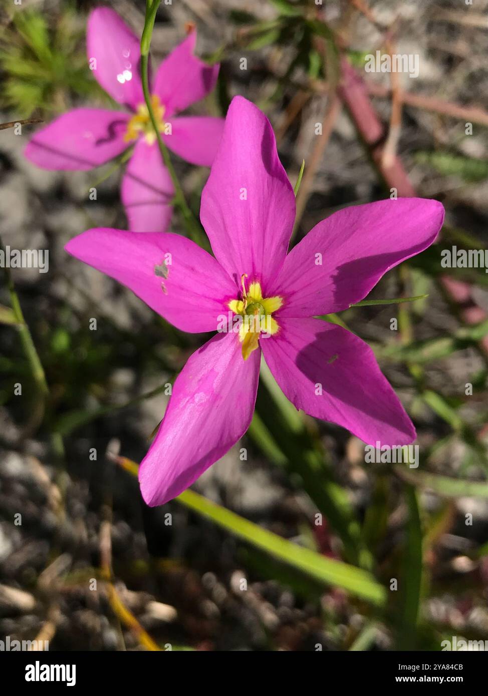 Largeflower Rose Gentian (Sabatia grandiflora) Plantae Stock Photo - Alamy