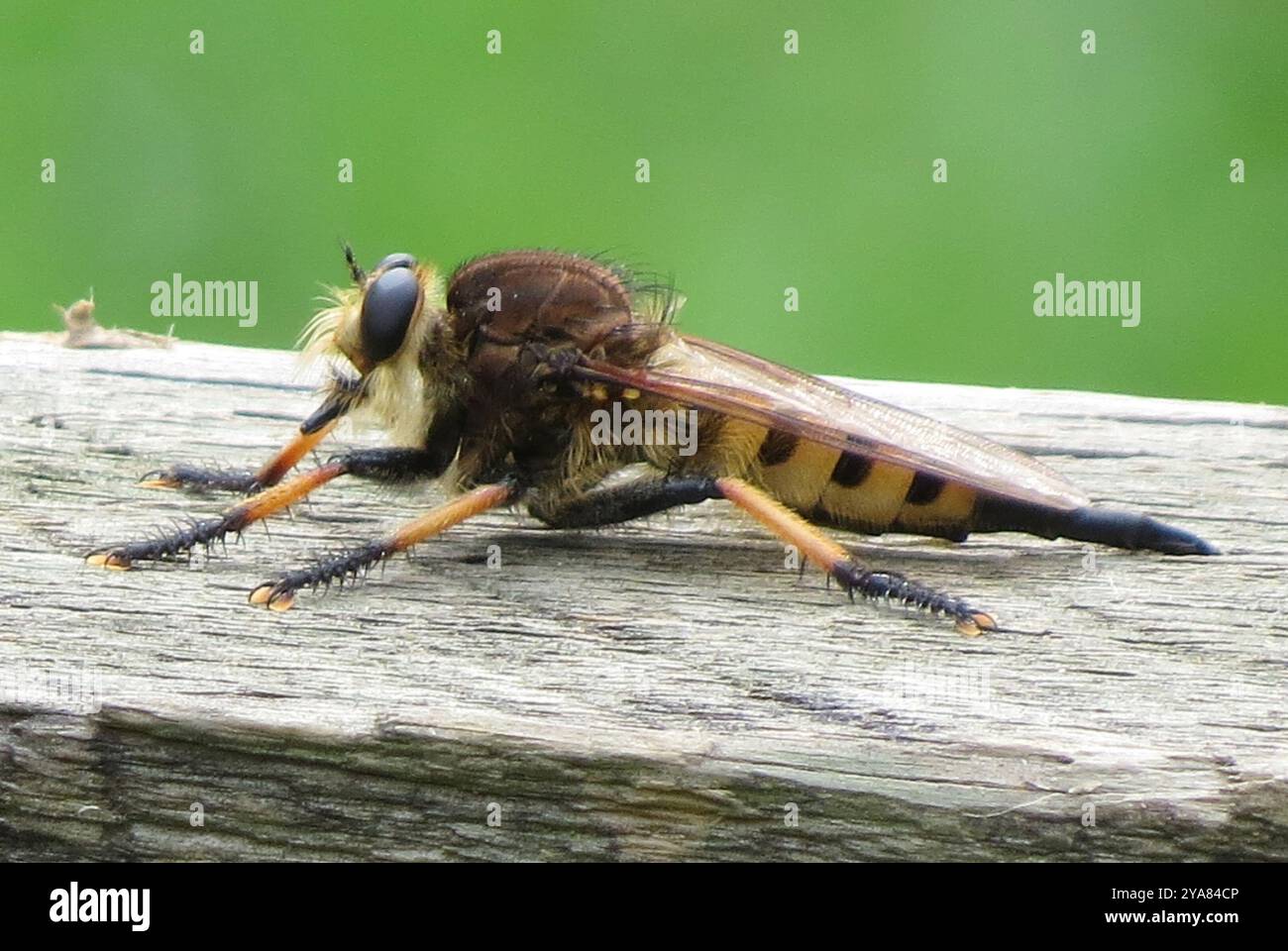Red-footed Cannibal Fly (Promachus rufipes) Insecta Stock Photo - Alamy