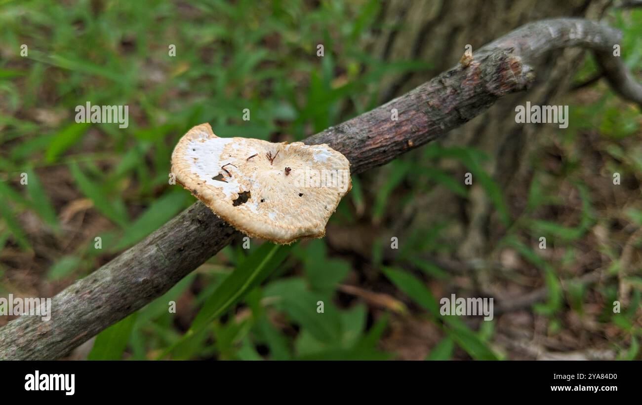 hexagonal-pored polypore (Neofavolus alveolaris) Fungi Stock Photo - Alamy