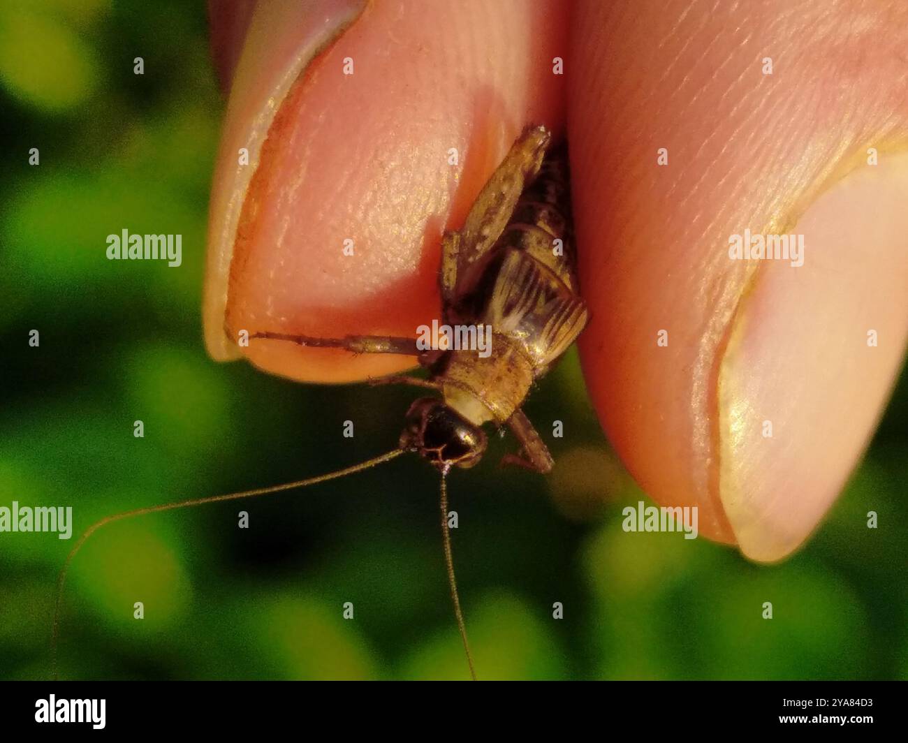 Wood Cricket (Nemobius sylvestris) Insecta Stock Photo - Alamy