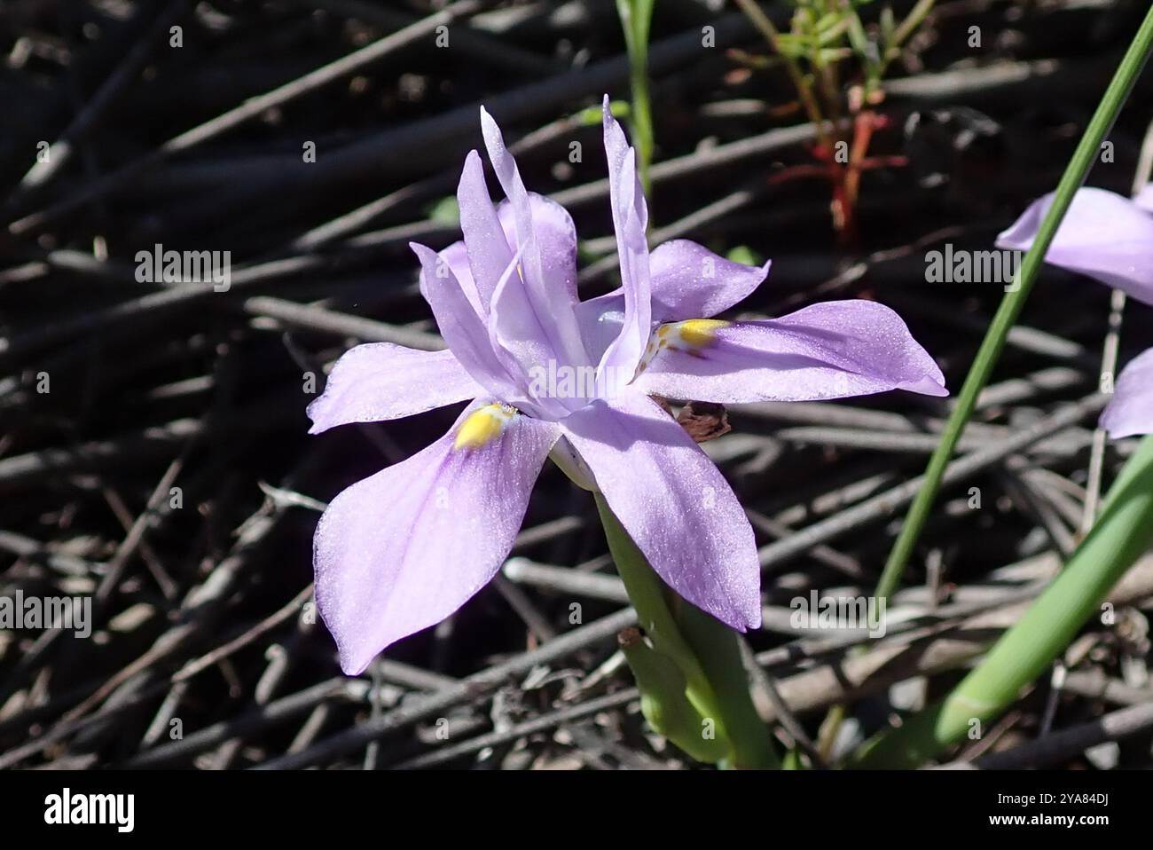 Bigseed Tulp (Moraea macrocarpa) Plantae Stock Photo - Alamy