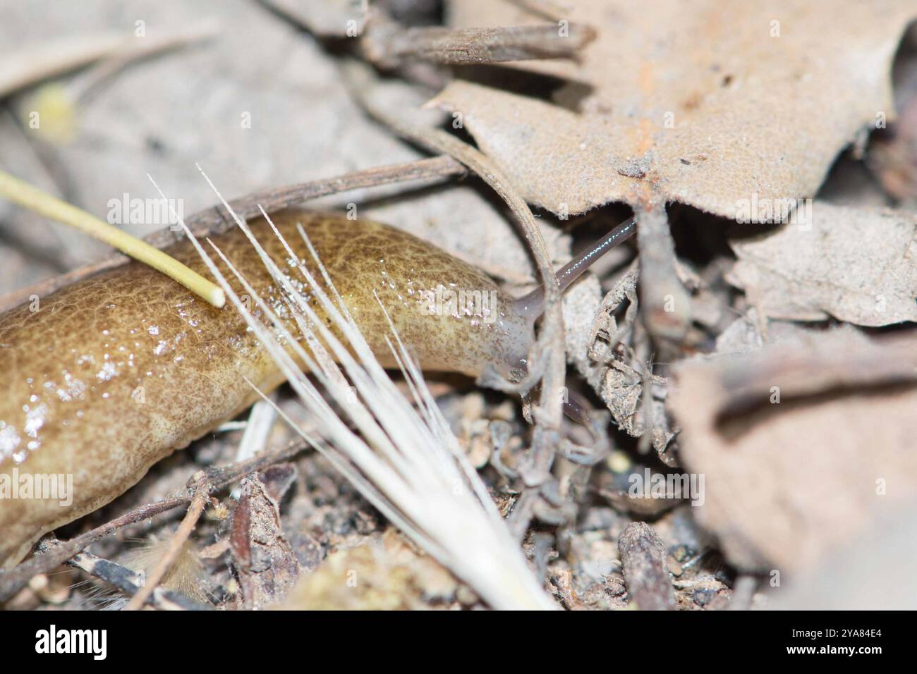 Testacella haliotidea hi-res stock photography and images - Alamy