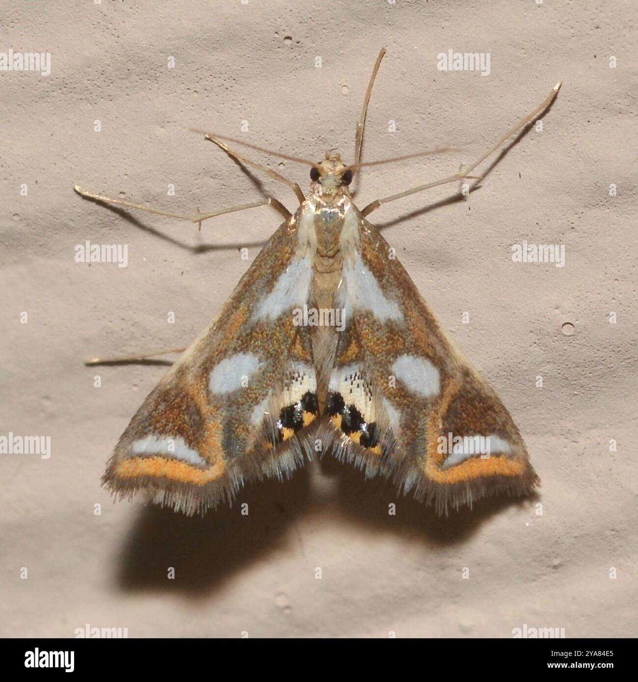 Imitable Crambid (Chrysendeton imitabilis) Insecta Stock Photo - Alamy
