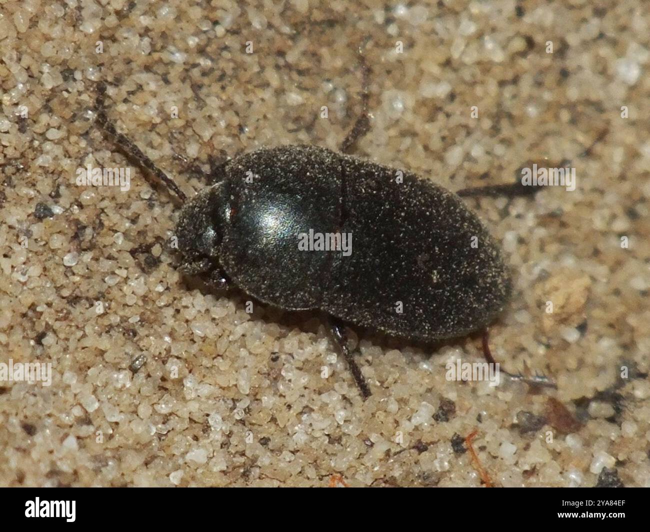 Crypticus hi-res stock photography and images - Alamy