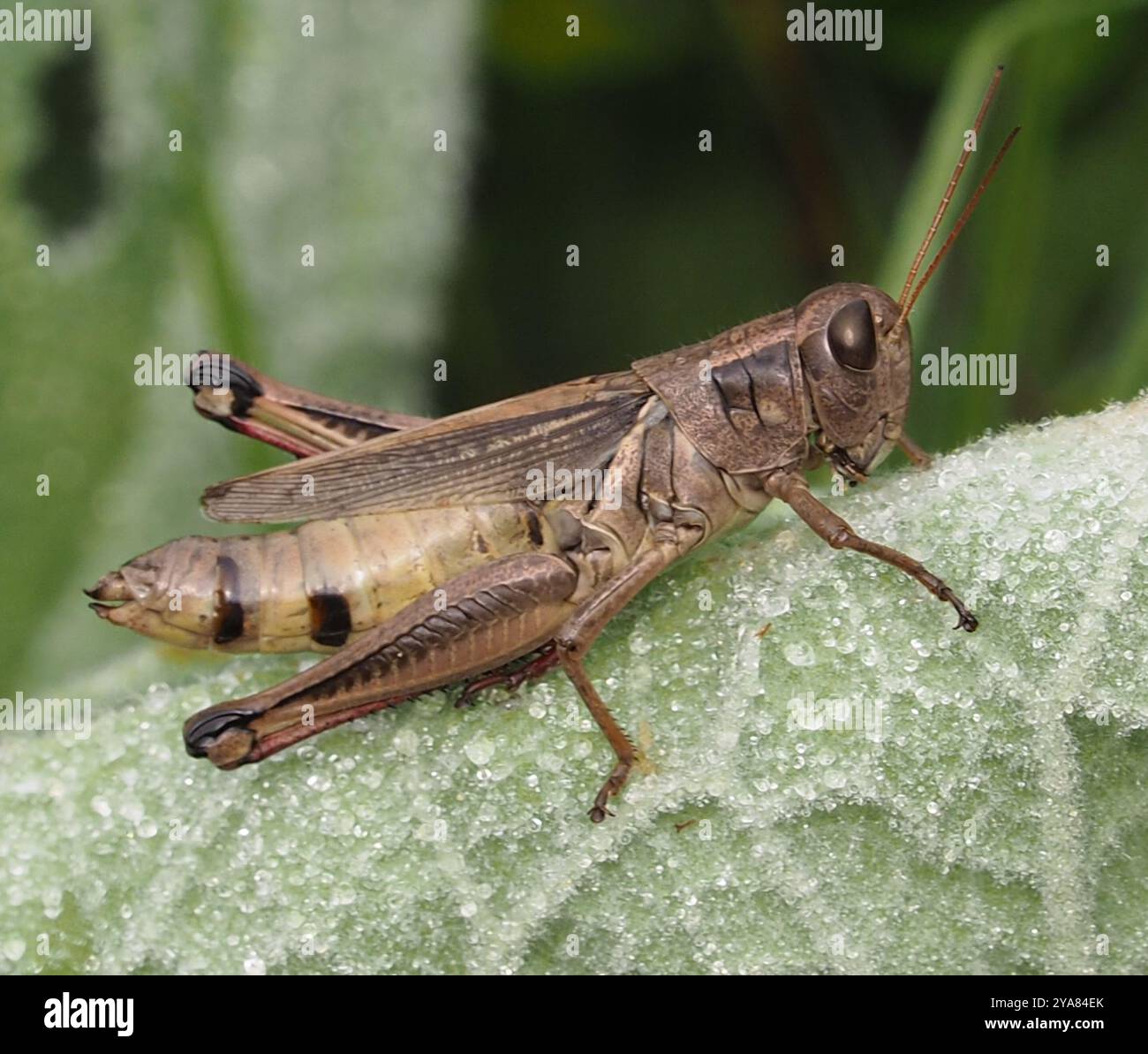 Two-striped Grasshopper (Melanoplus bivittatus) Insecta Stock Photo - Alamy