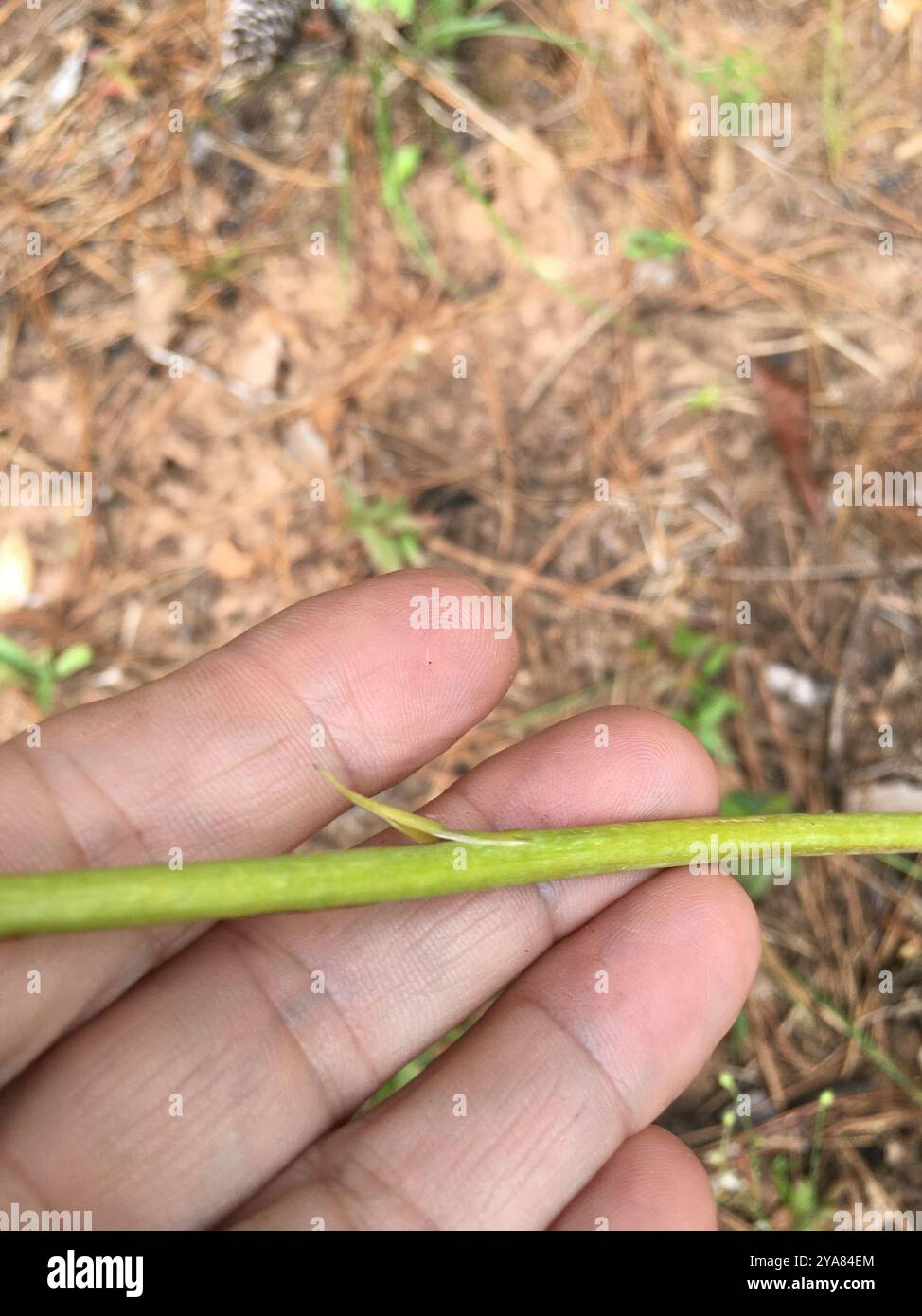 Manfreda virginica hi-res stock photography and images - Alamy