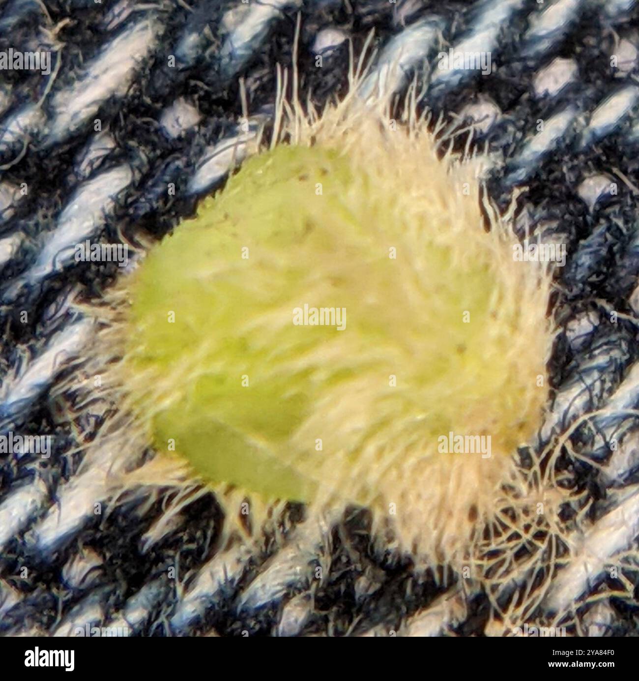 Furry Oak Leaf Gall Wasp (Callirhytis furva) Insecta Stock Photo - Alamy