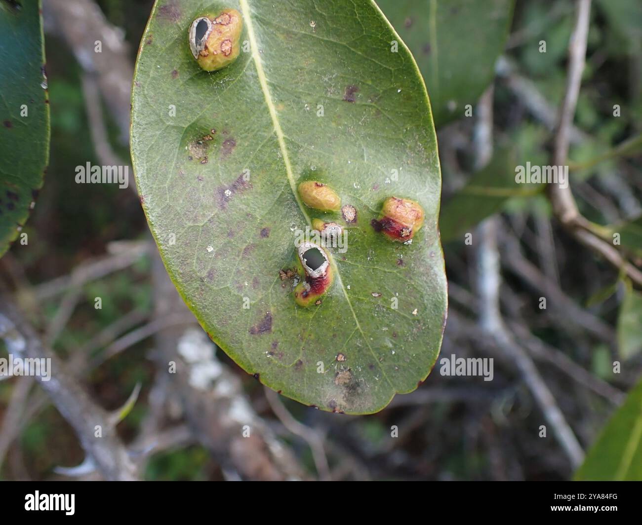 Sideroxylon milkwood hi-res stock photography and images - Alamy