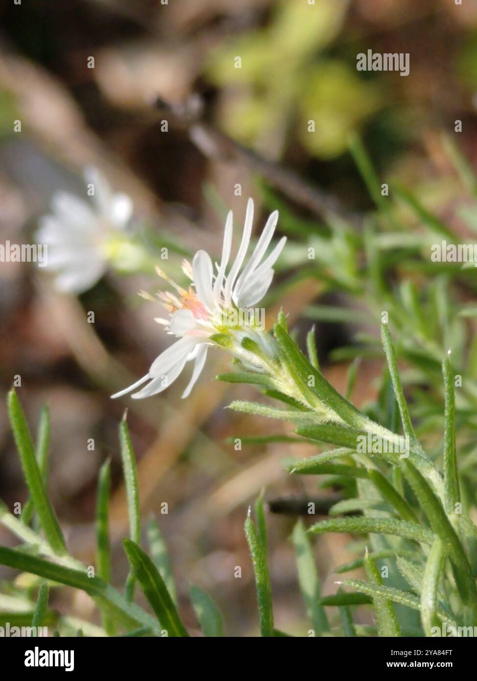 white heath aster (Symphyotrichum ericoides) Plantae Stock Photo - Alamy