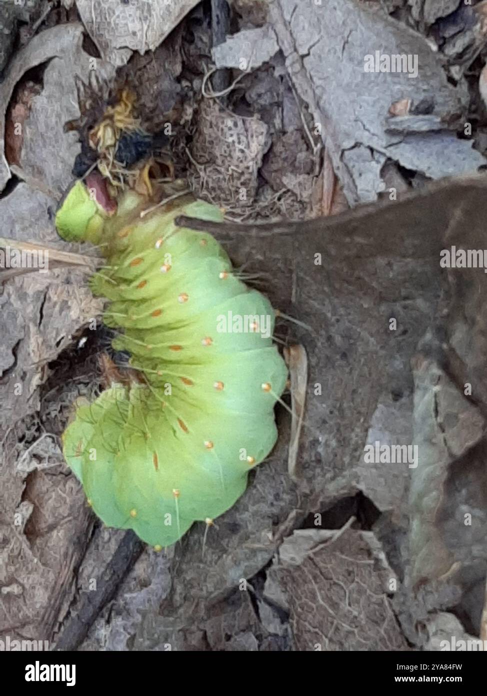 Polyphemus Moth (Antheraea polyphemus) Insecta Stock Photo - Alamy