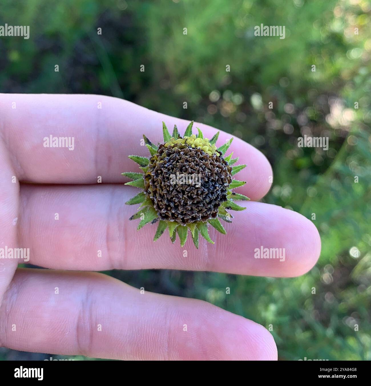 Phoebanthus hi-res stock photography and images - Alamy