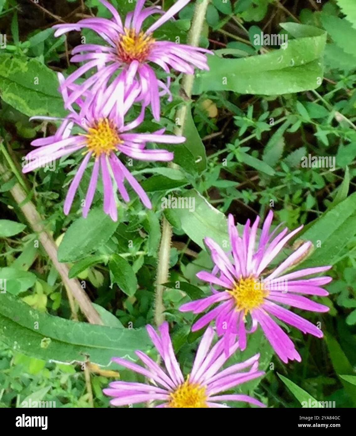 New England aster (Symphyotrichum novae-angliae) Plantae Stock Photo ...