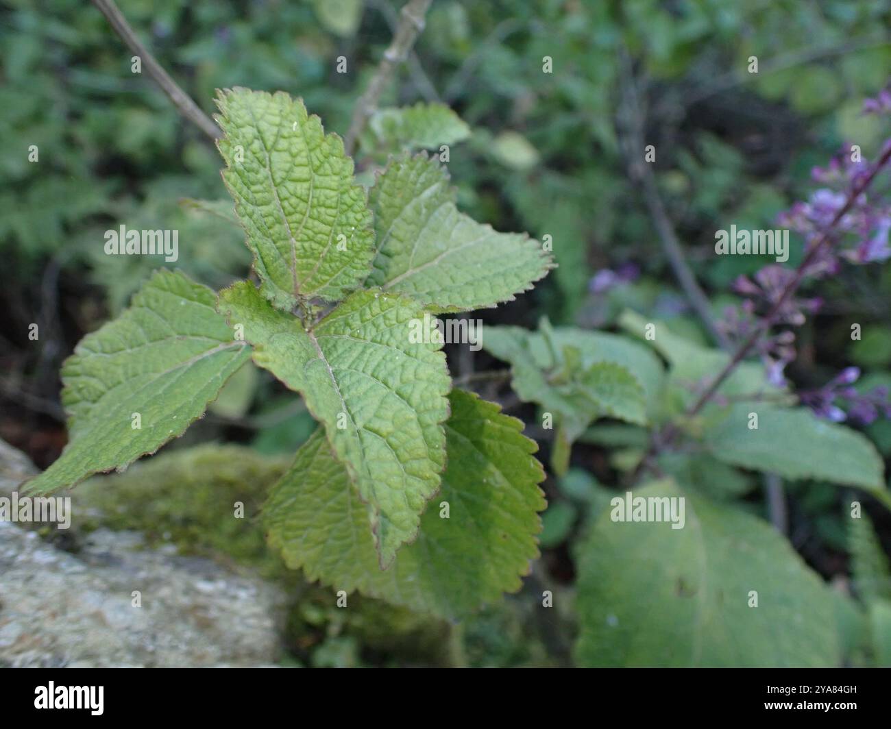 pink fly bush (Plectranthus fruticosus) Plantae Stock Photo - Alamy