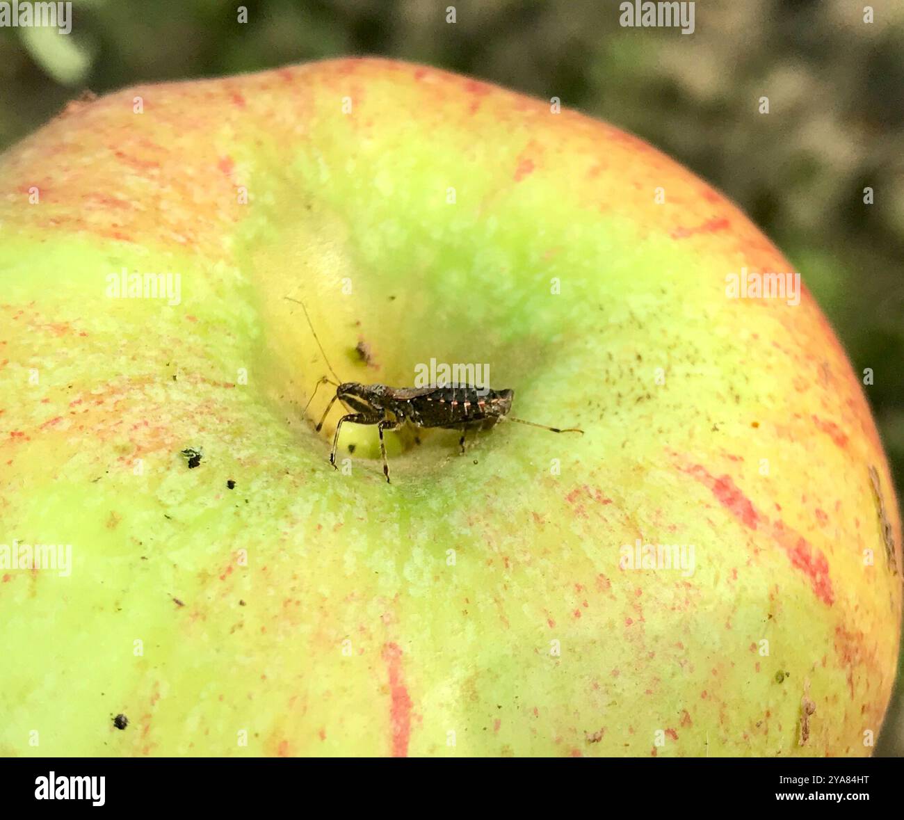 Tree Damsel Bug (Himacerus apterus) Insecta Stock Photo - Alamy