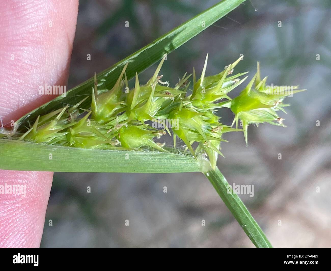 mat sandbur (Cenchrus longispinus) Plantae Stock Photo - Alamy