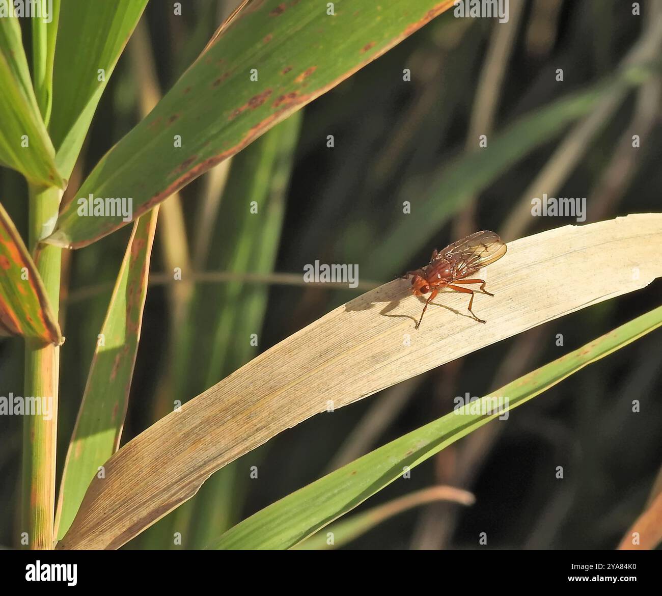 Hooded Dryomyza (Dryomyza anilis) Insecta Stock Photo - Alamy