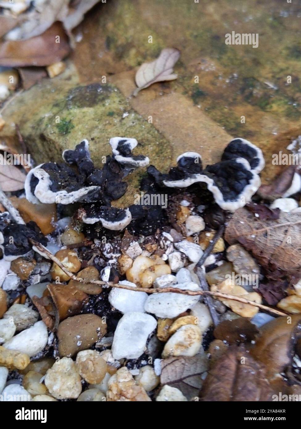 Phellodon niger hi-res stock photography and images - Alamy