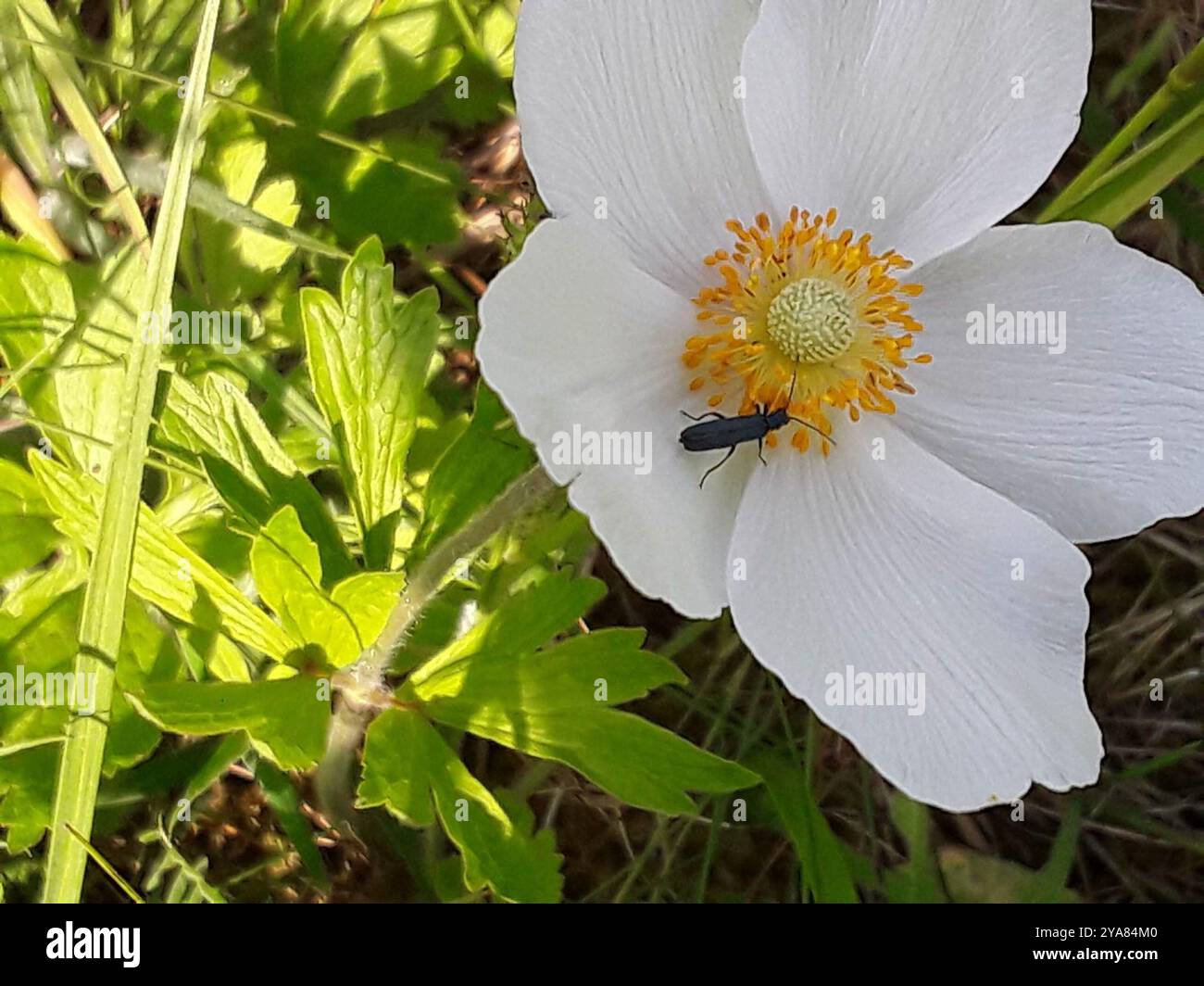 False Blister Beetles (Oedemeridae) Insecta Stock Photo - Alamy