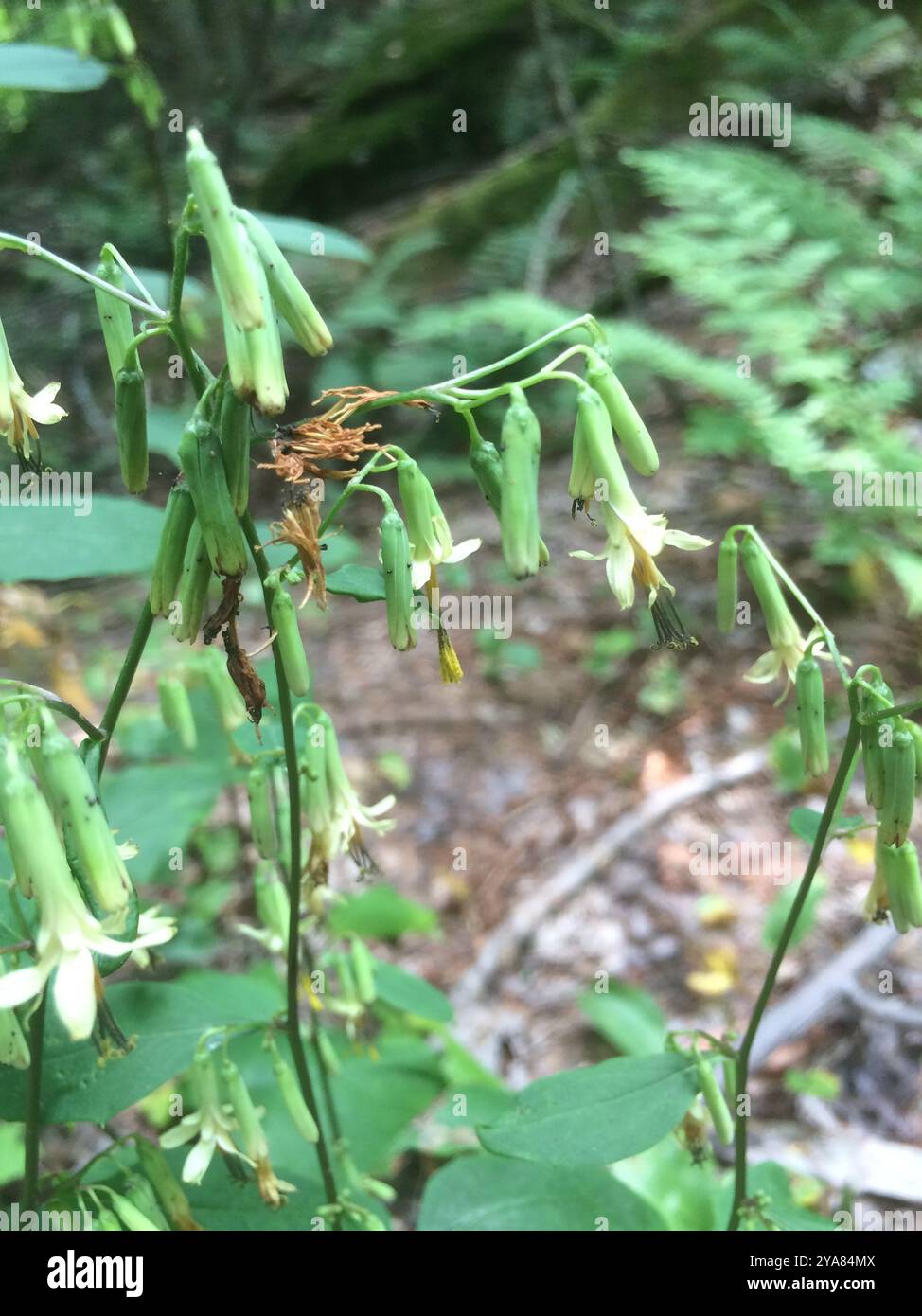 tall rattlesnake root (Nabalus altissimus) Plantae Stock Photo - Alamy
