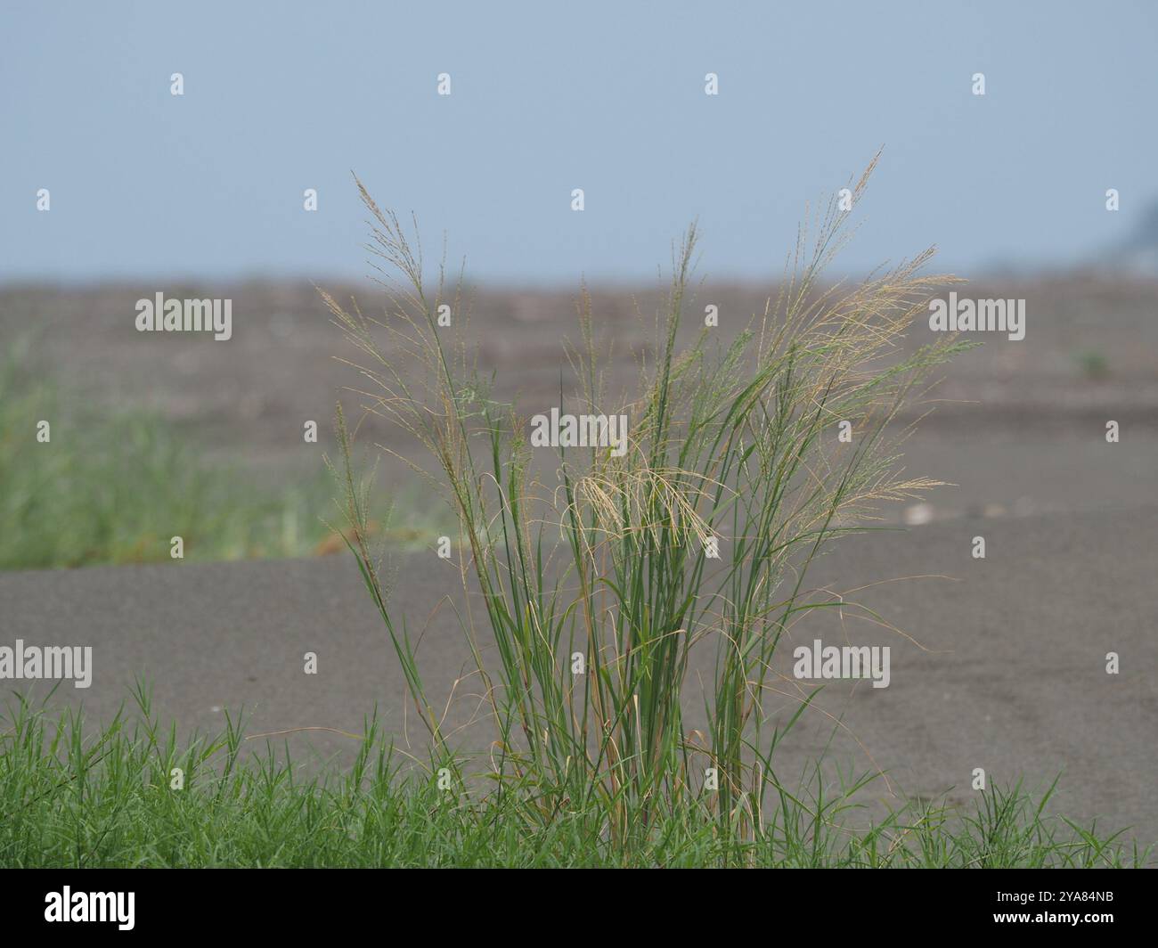 sprangletop (Diplachne fusca) Plantae Stock Photo - Alamy