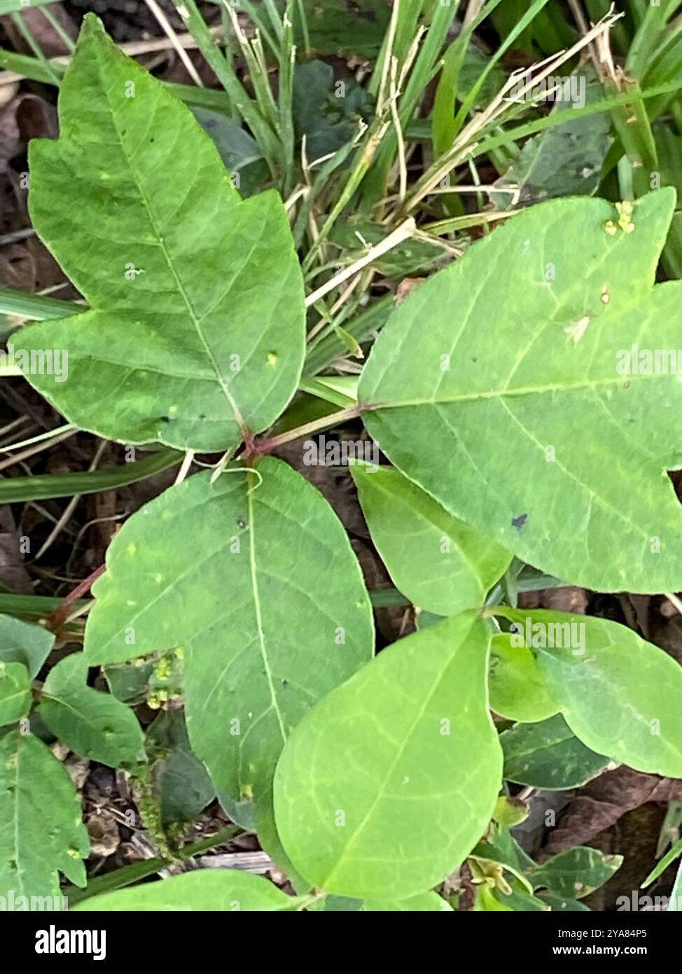 eastern poison ivy (Toxicodendron radicans) Plantae Stock Photo - Alamy