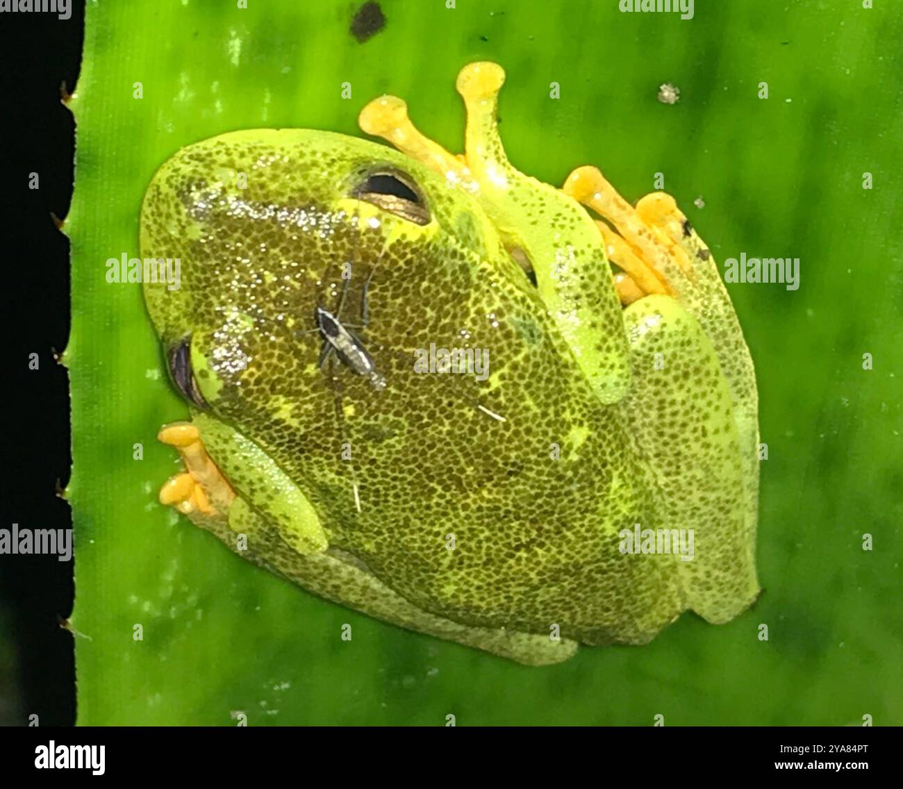 White-edged Tree Frog (Boana albomarginata) Amphibia Stock Photo - Alamy