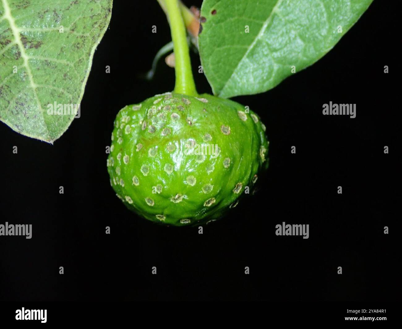 Mama Cadela (Brosimum gaudichaudii) Plantae Stock Photo - Alamy