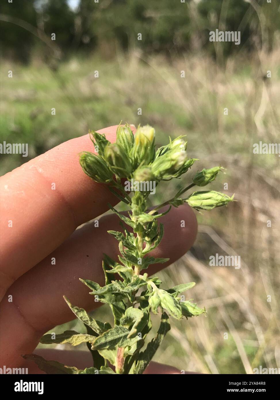 False Boneset (Brickellia eupatorioides) Plantae Stock Photo - Alamy