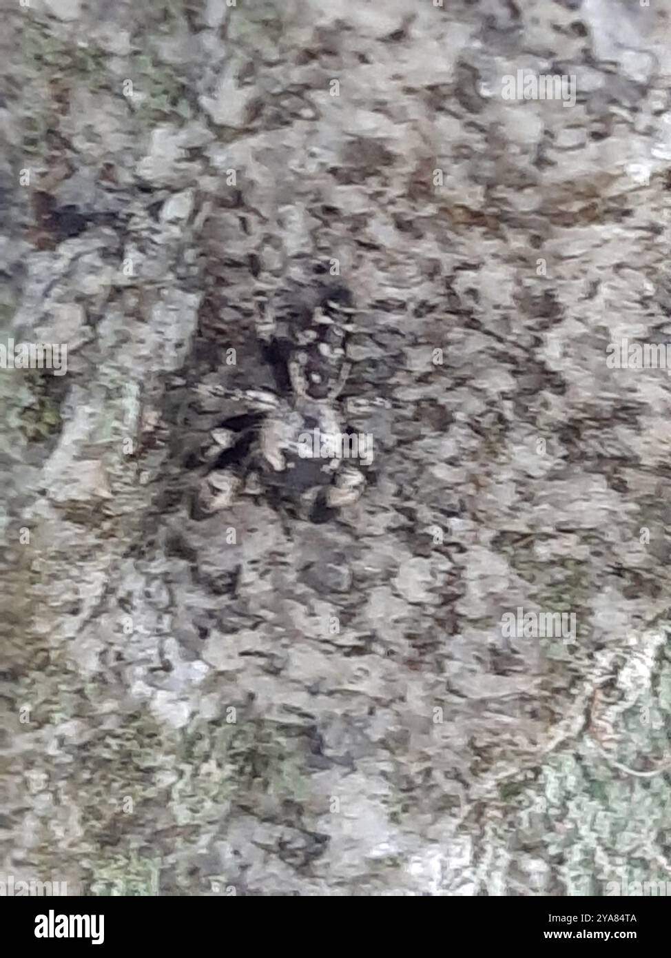 canopy jumping spider (Phidippus otiosus) Arachnida Stock Photo - Alamy