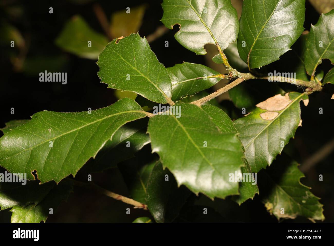 Holm oak (Quercus ilex) Plantae Stock Photo - Alamy