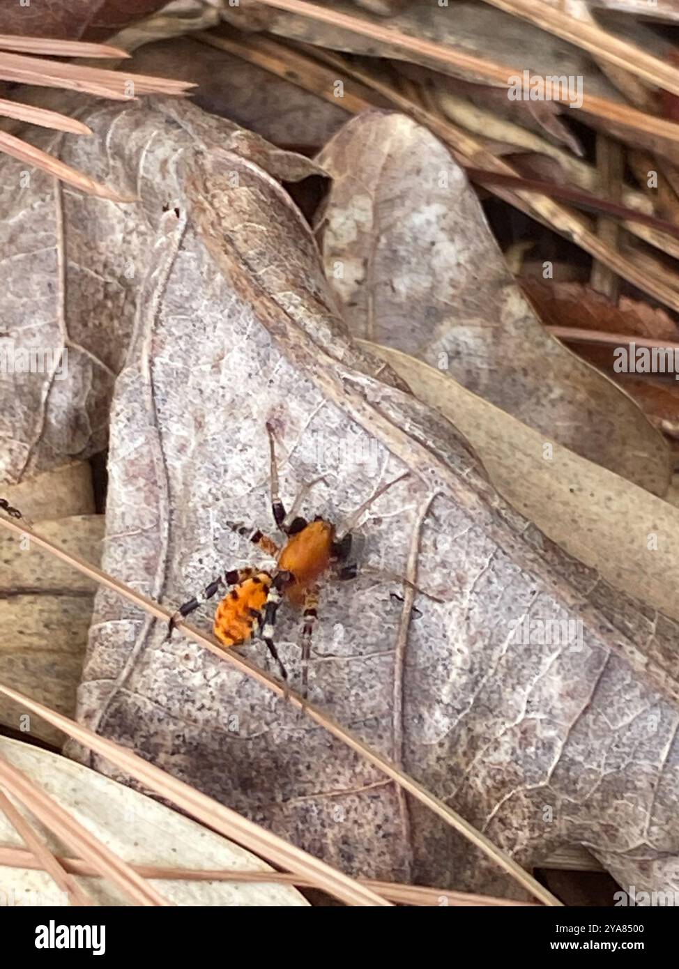 Orange Ant-mimic Sac Spider (Castianeira amoena) Arachnida Stock Photo ...