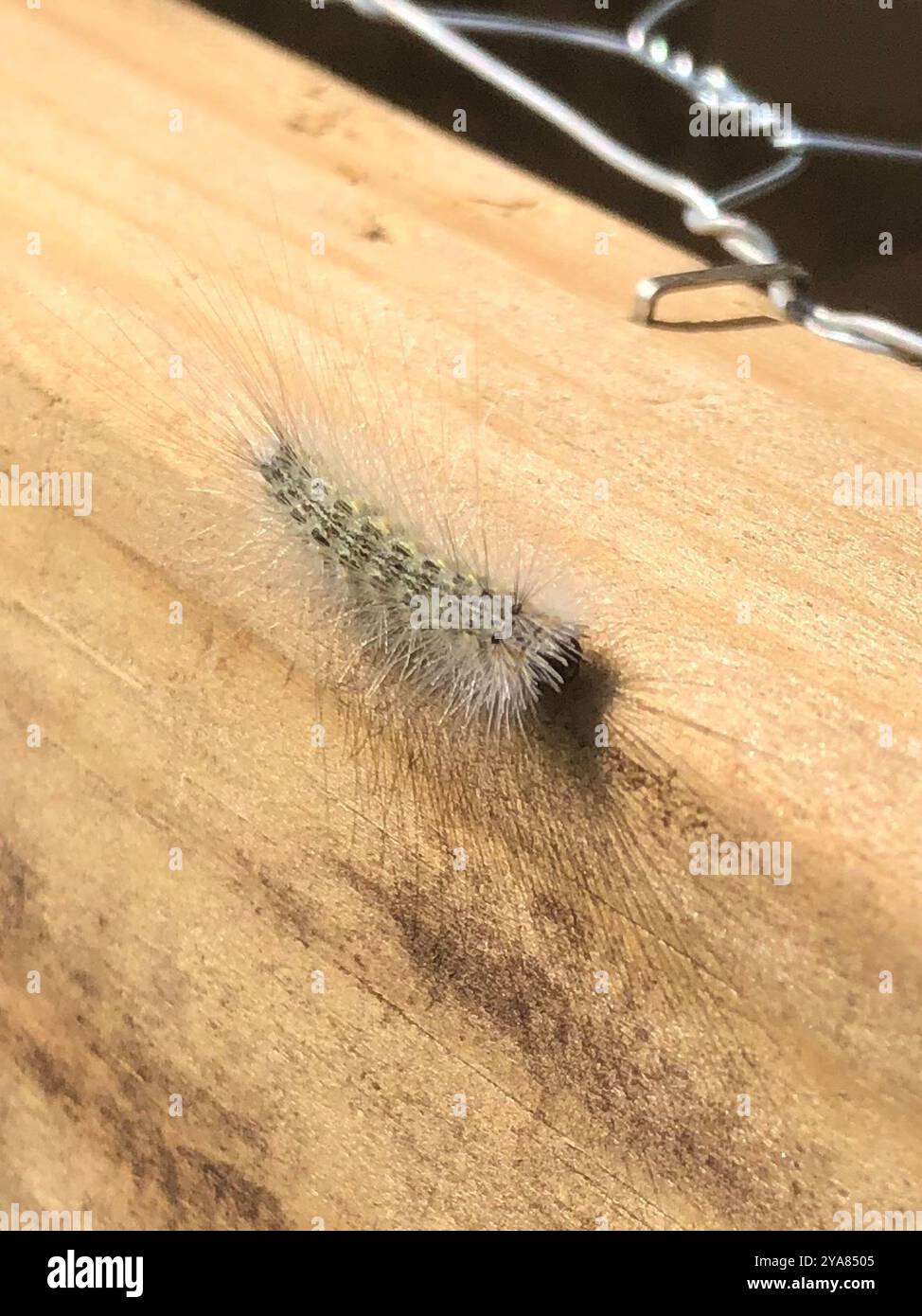 Fall Webworm Moth (Hyphantria cunea) Insecta Stock Photo - Alamy