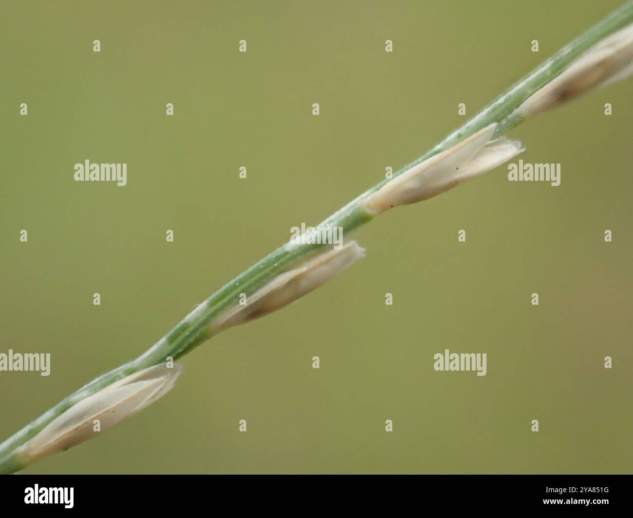 sprangletop (Diplachne fusca) Plantae Stock Photo - Alamy