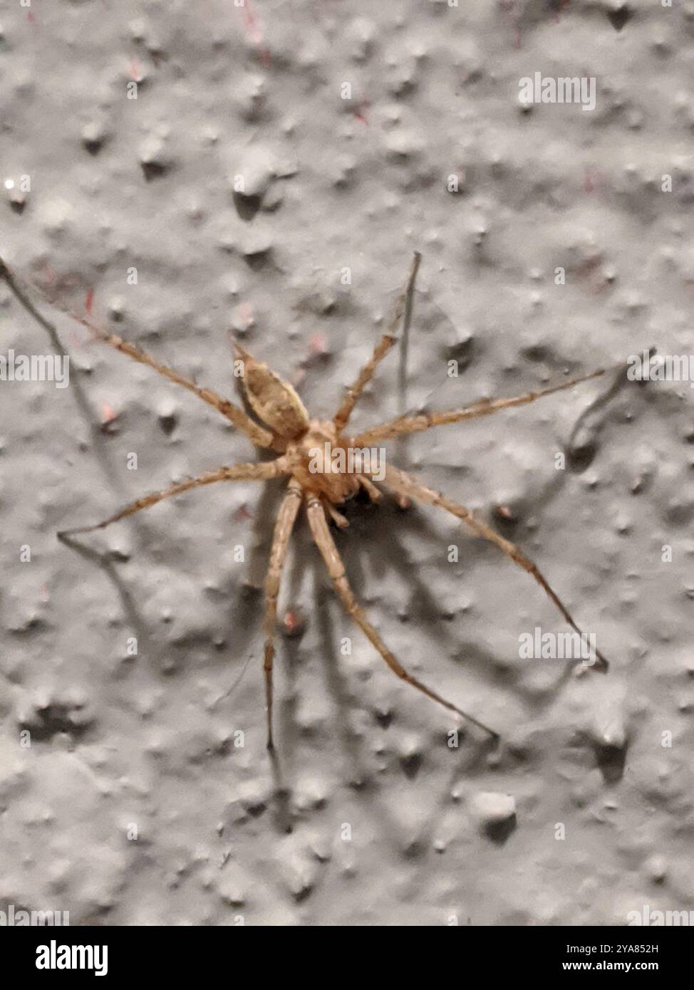 Grass Spiders (Agelenopsis) Arachnida Stock Photo - Alamy