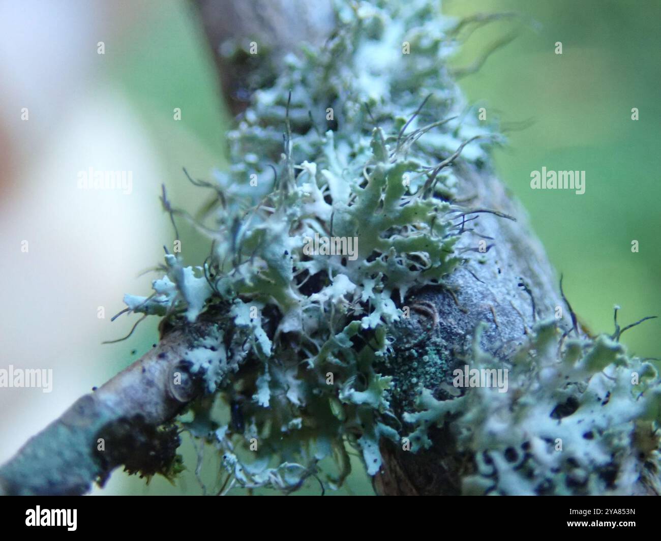 Fringed Rosette Lichen (Physcia tenella) Fungi Stock Photo - Alamy