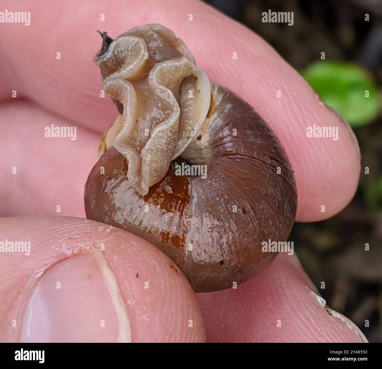 Oregon forestsnail (Allogona townsendiana) Mollusca Stock Photo - Alamy