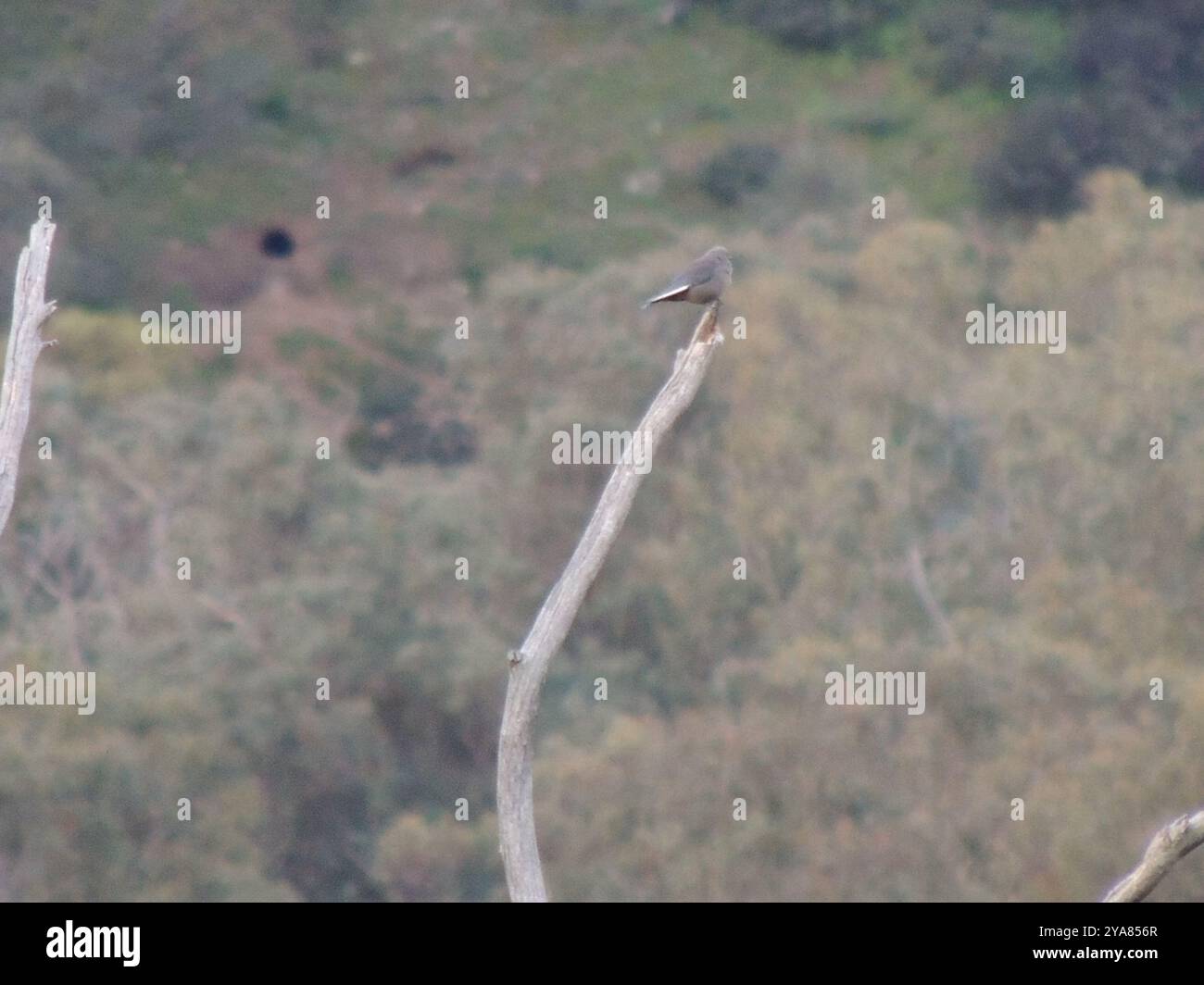 Dusky Woodswallow (Artamus cyanopterus) Aves Stock Photo - Alamy