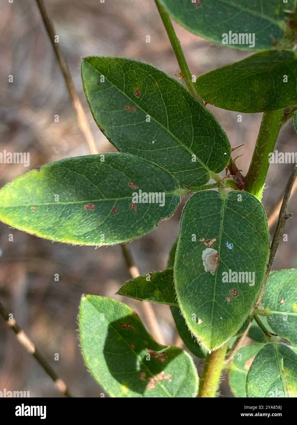 Little-leaf Tick-clover (Desmodium ciliare) Plantae Stock Photo - Alamy