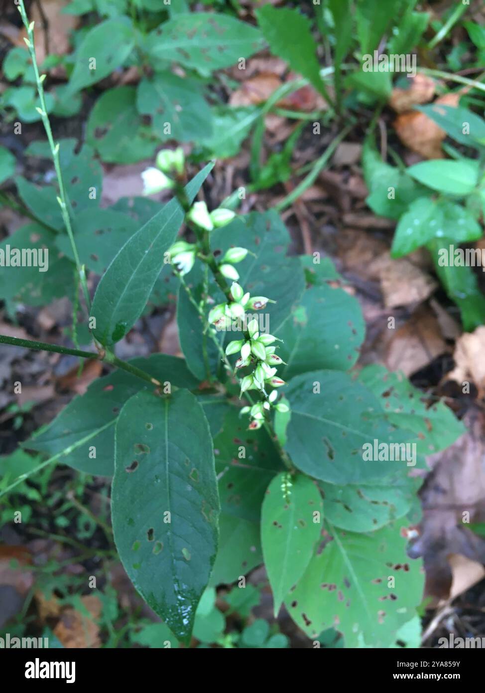 American jumpseed (Persicaria virginiana) Plantae Stock Photo - Alamy